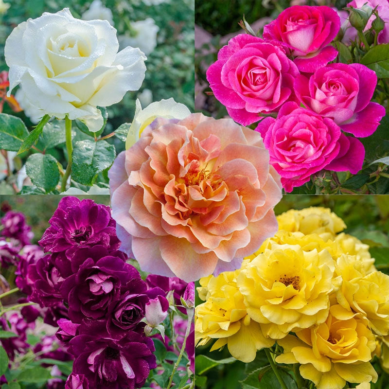 Our Choice Jumbo Floribunda Rose | Shop Roses | Breck's – Brecks