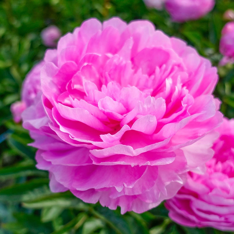 Buy Vivid Rose Peony | Best Peonies for Cutting | Breck's