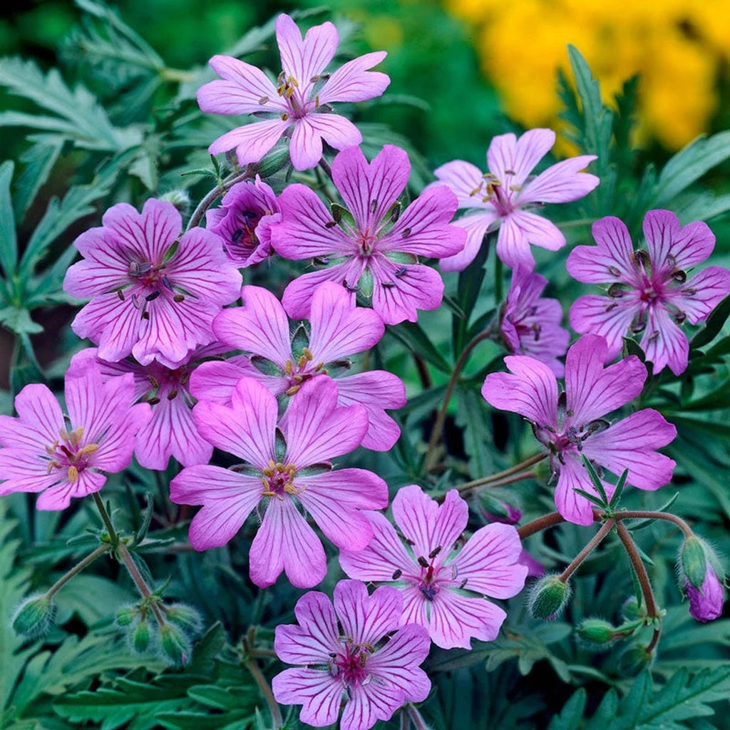 Buy Geranium Tuberosum Bulbs Online | Spring Bulbs | Breck's
