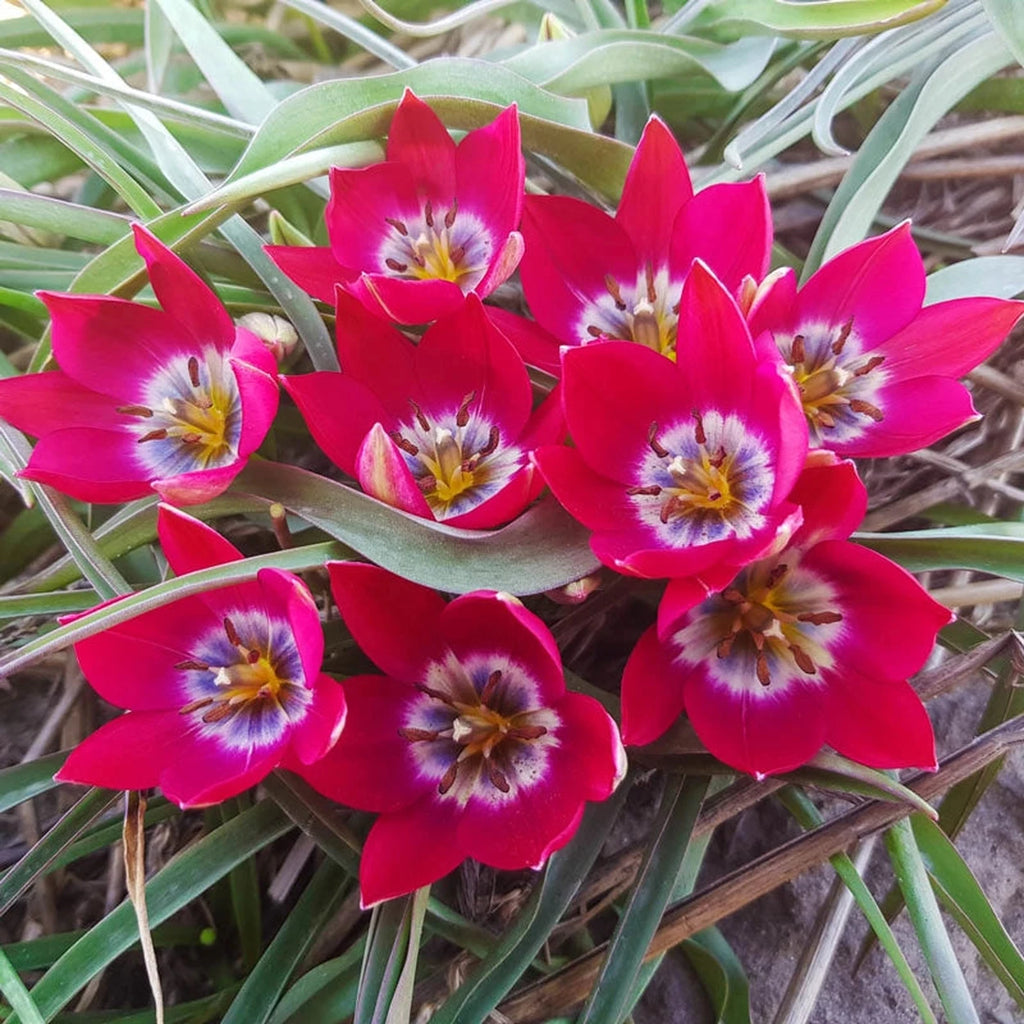 Buy Tiny Timo Tulip Online | Wild Tulips for Sale | Breck's