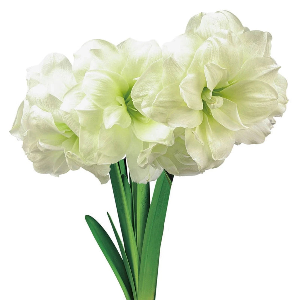 Buy Alfresco Amaryllis Online | Double Amaryllis | Breck's