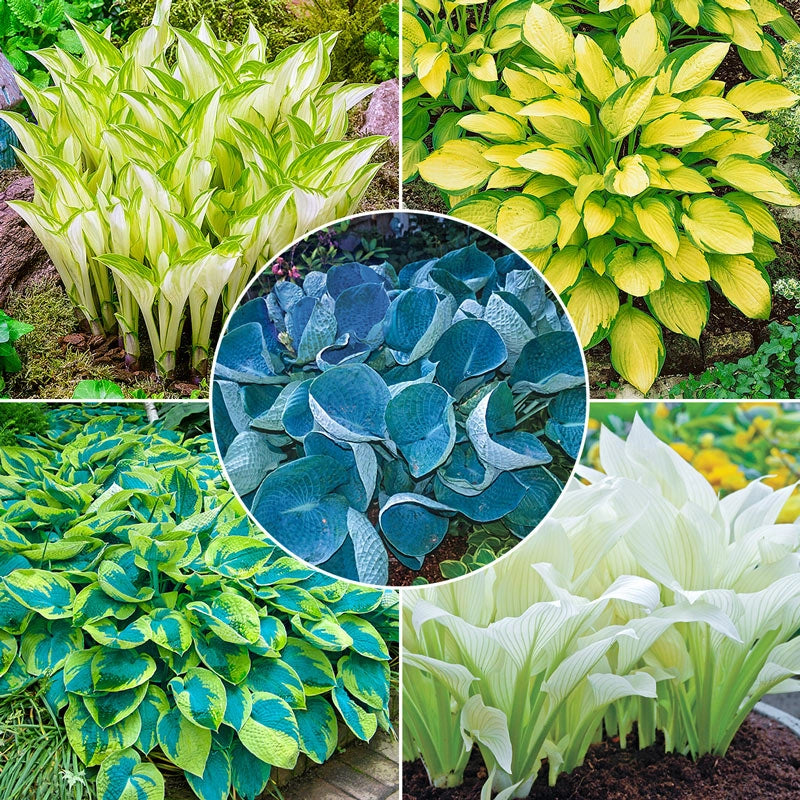 Breck's Many Shades of Hosta Collection | Buy Online | Breck's – Brecks