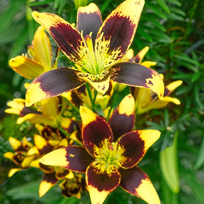 Shop Easy Dance Lily Online | Lily Bulbs | Breck's