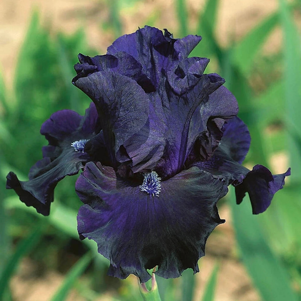 Buy Obsidian Iris Online | Sun Perennials for Sale | Breck's