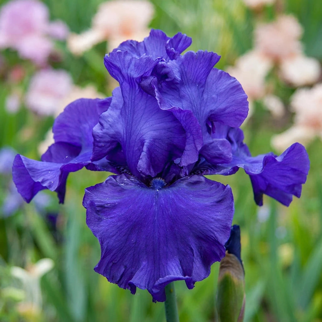 Blueberry Bliss Bearded Iris | Breck's