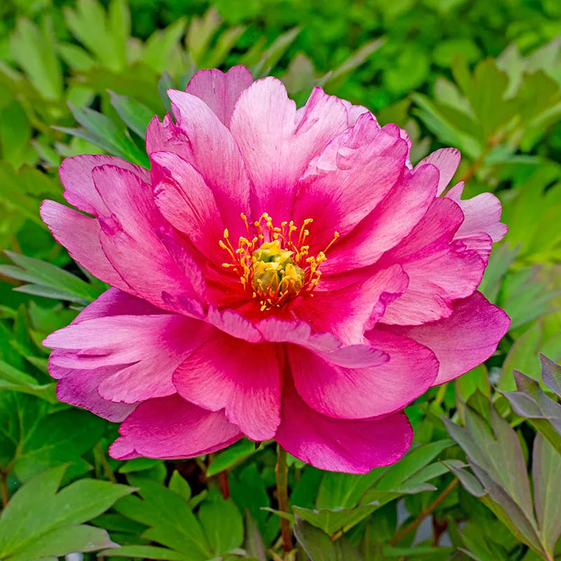 Pink Double Dandy Itoh Peony | Sun Perennials | Shop Breck’s