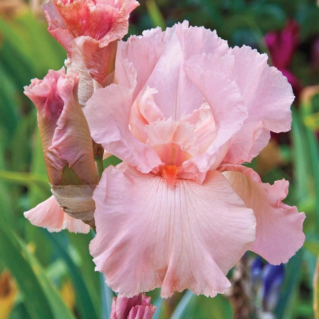 Shop Magical Encounter Reblooming Bearded Iris | Breck's