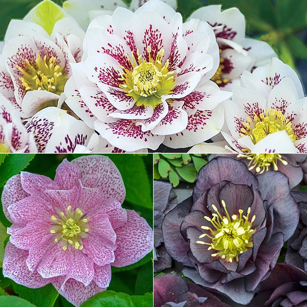 Shop Wedding Party Double Hellebore Collection | Breck's
