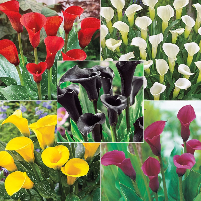 Buy Calla Lily Collection | Spring Planted Bulbs | Breck's