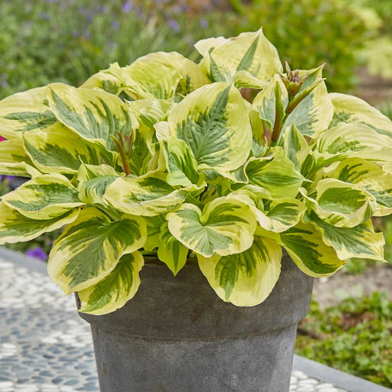 Paisley Border Hosta | Shade Perennials | Shop Brecks