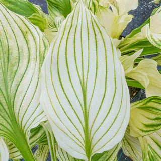 Buy Improved White Feather Hosta | Shade Perennials | Breck's
