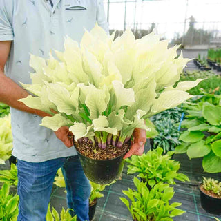 Buy Improved White Feather Hosta | Shade Perennials | Breck's