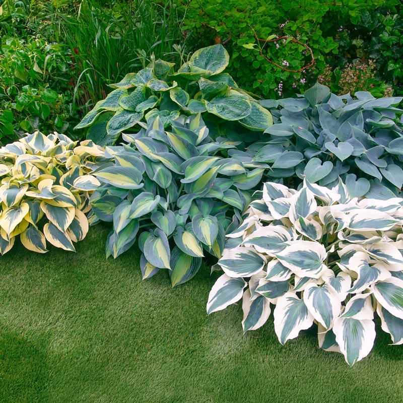 Cool Blue Hosta Collection | Shade Perennials | Brecks