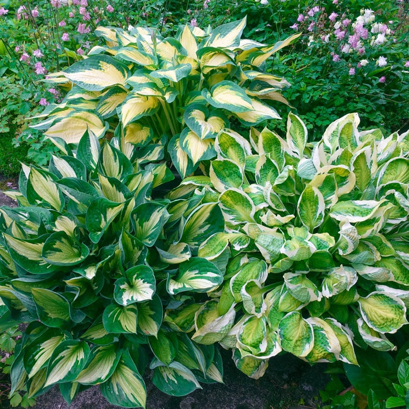 Colour-Changing Hosta Collection | Shade Plants | Brecks