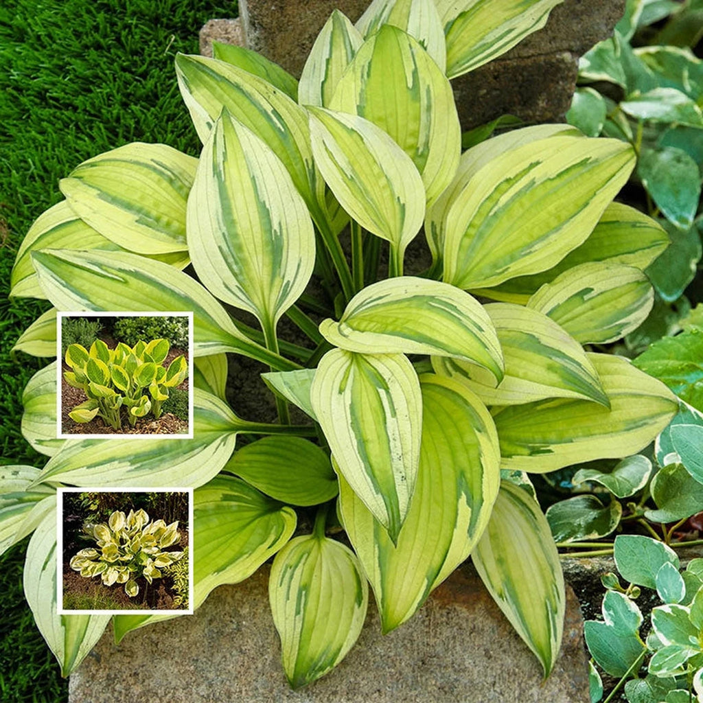Buy Captain's Adventure Hosta | Shade Perennials | Breck's