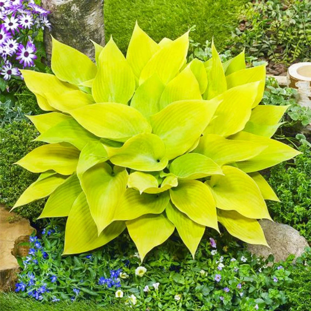 Sunny Halcyon Hosta | Shade Perennials | Shop at Brecks