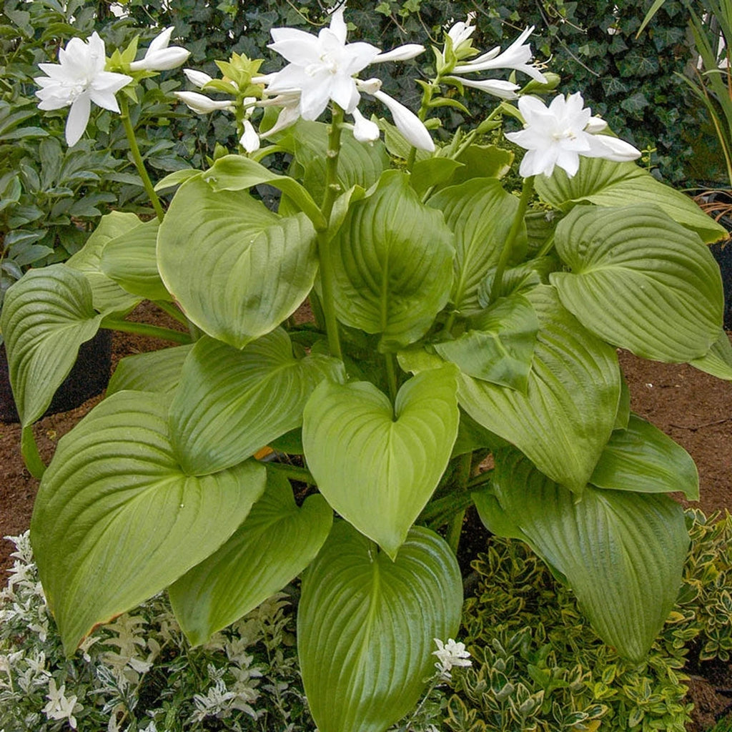 Venus Hosta | Save on Shade Perennials | Shop at Brecks