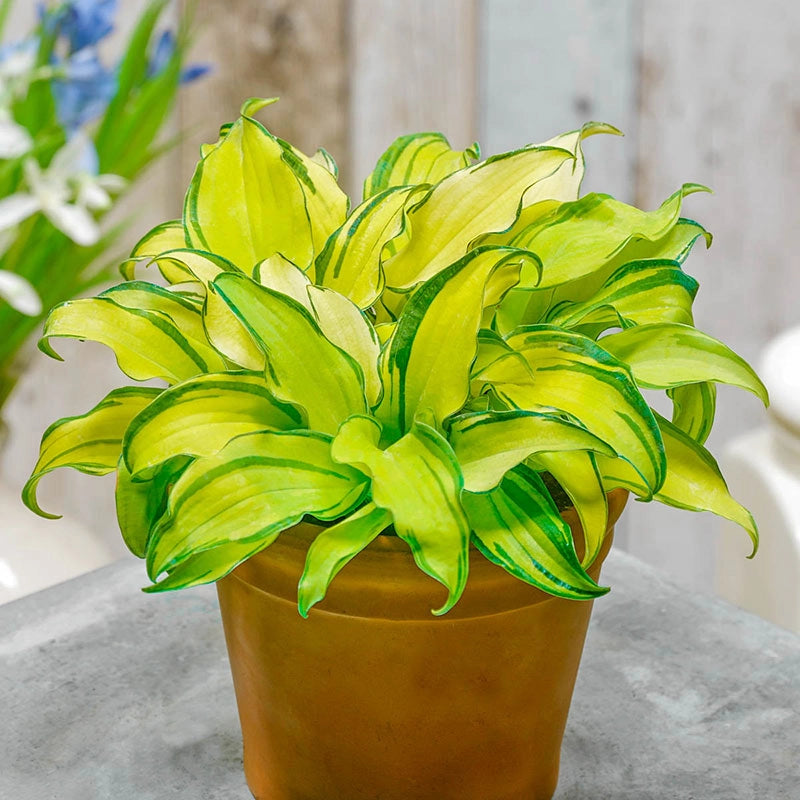 Gravity Rocks Hosta | Shade Perennials | Shop at Brecks