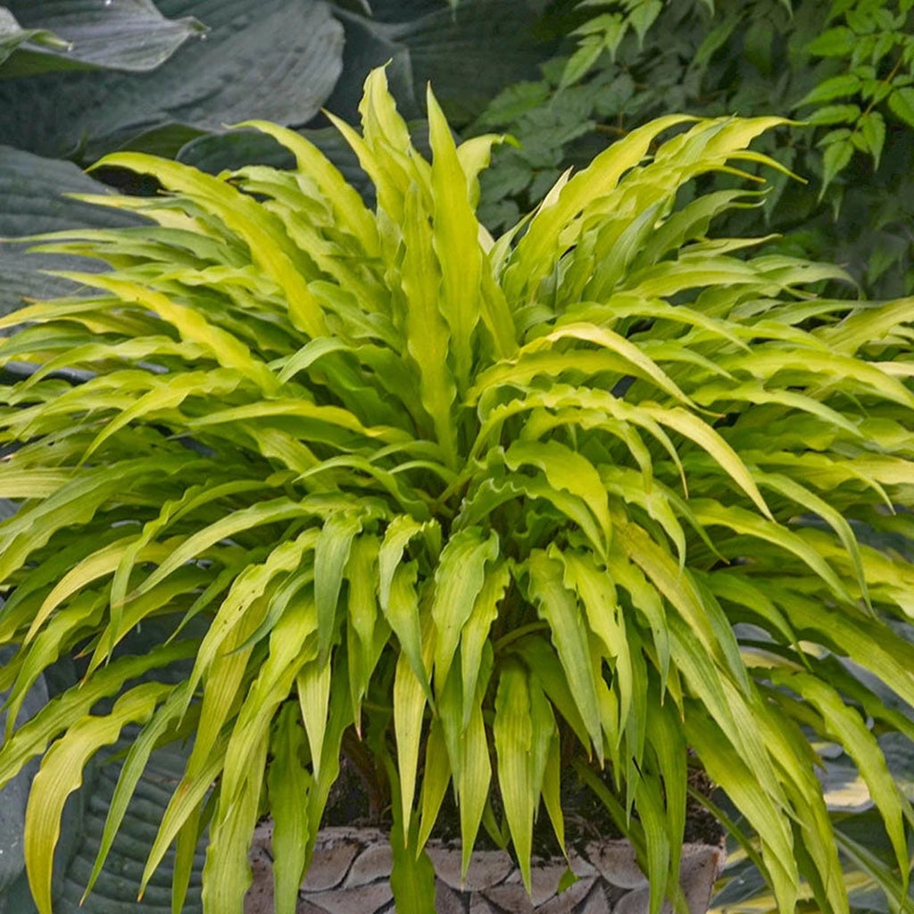 Curly Fries Hosta | Shade Perennials for Sale | Breck's