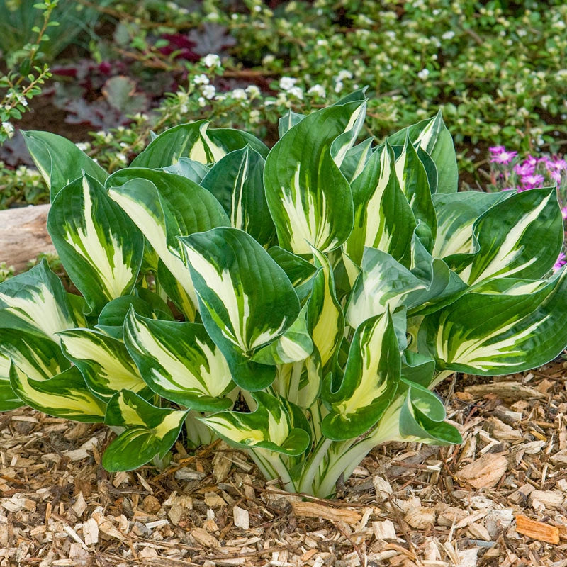 Sting Hosta | Save on Shade Perennials | Shop at Brecks