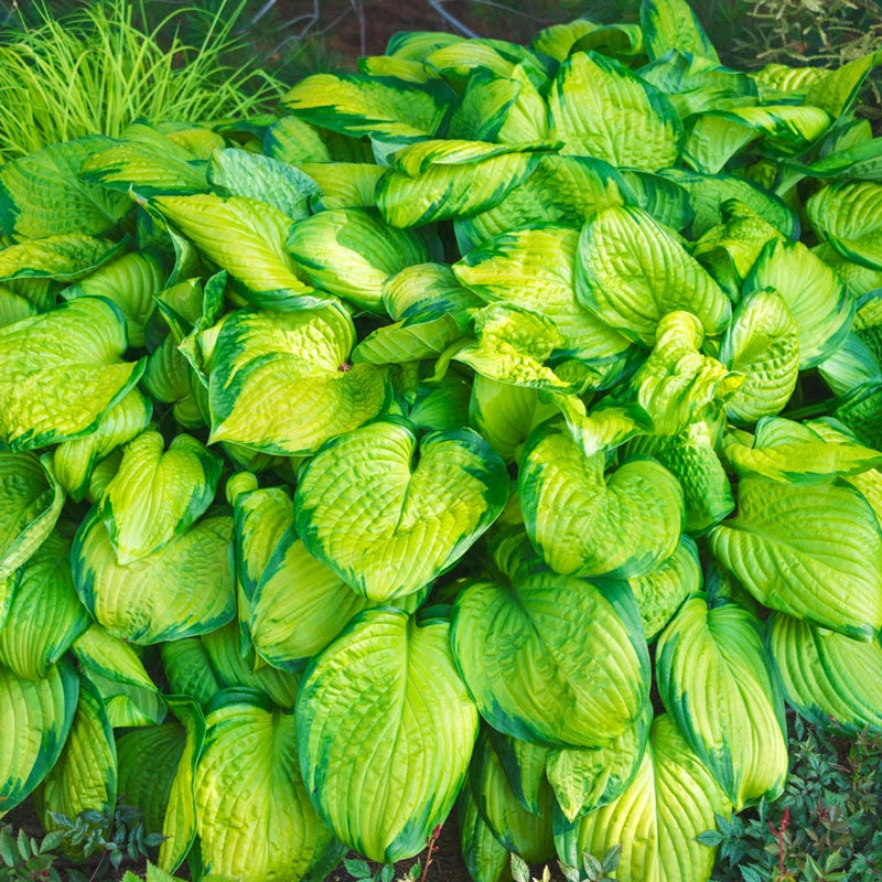 Buy Stained Glass Hosta Online | Shade Perennials | Breck's – Brecks