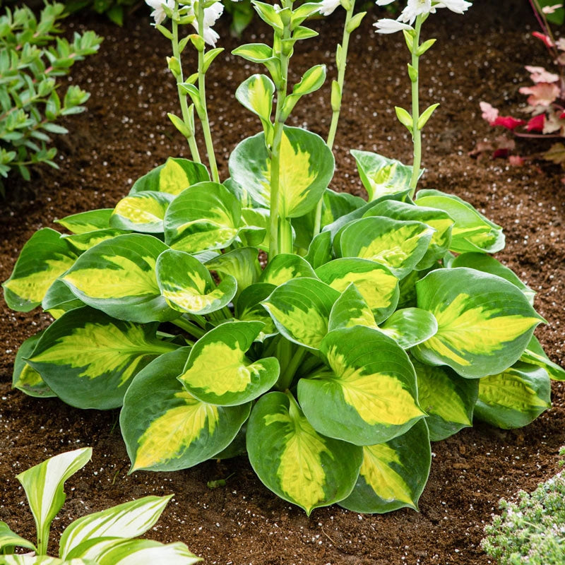 Buy Sunset Grooves Hosta Online | Shade Perennials | Breck's
