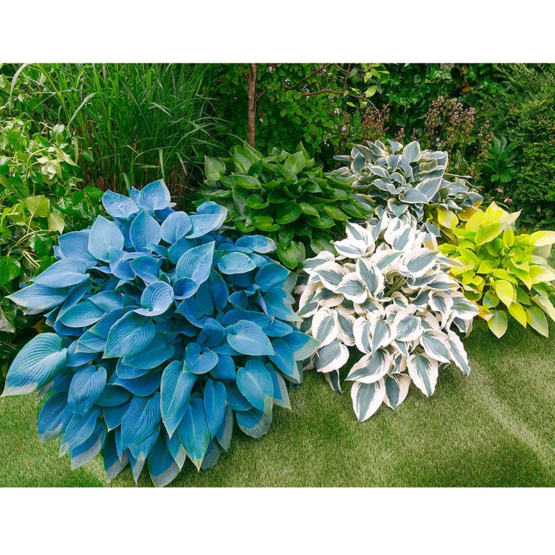 Slug-Resistant Hosta Collection | Shade Plants | Brecks
