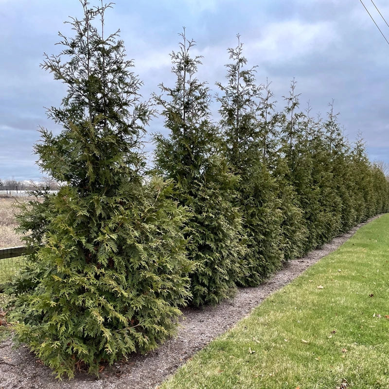 Green Giant Arborvitae Hedge | Shop Online | Breck's