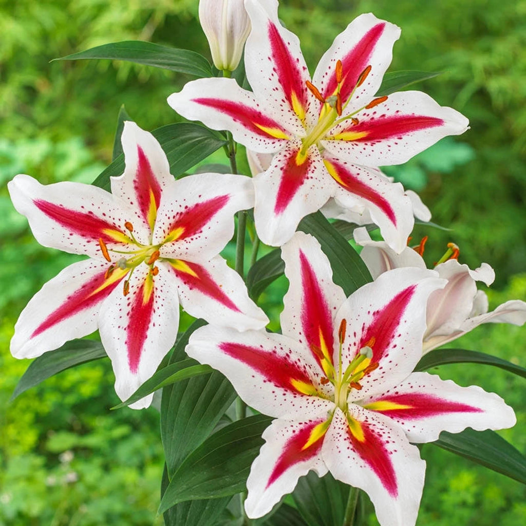 Buy Big Smile Lily Bulbs | Oriental Lilies | Breck's