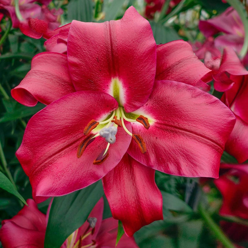 Buy Touchstone Lily Online | Spring Planted Bulbs | Breck's