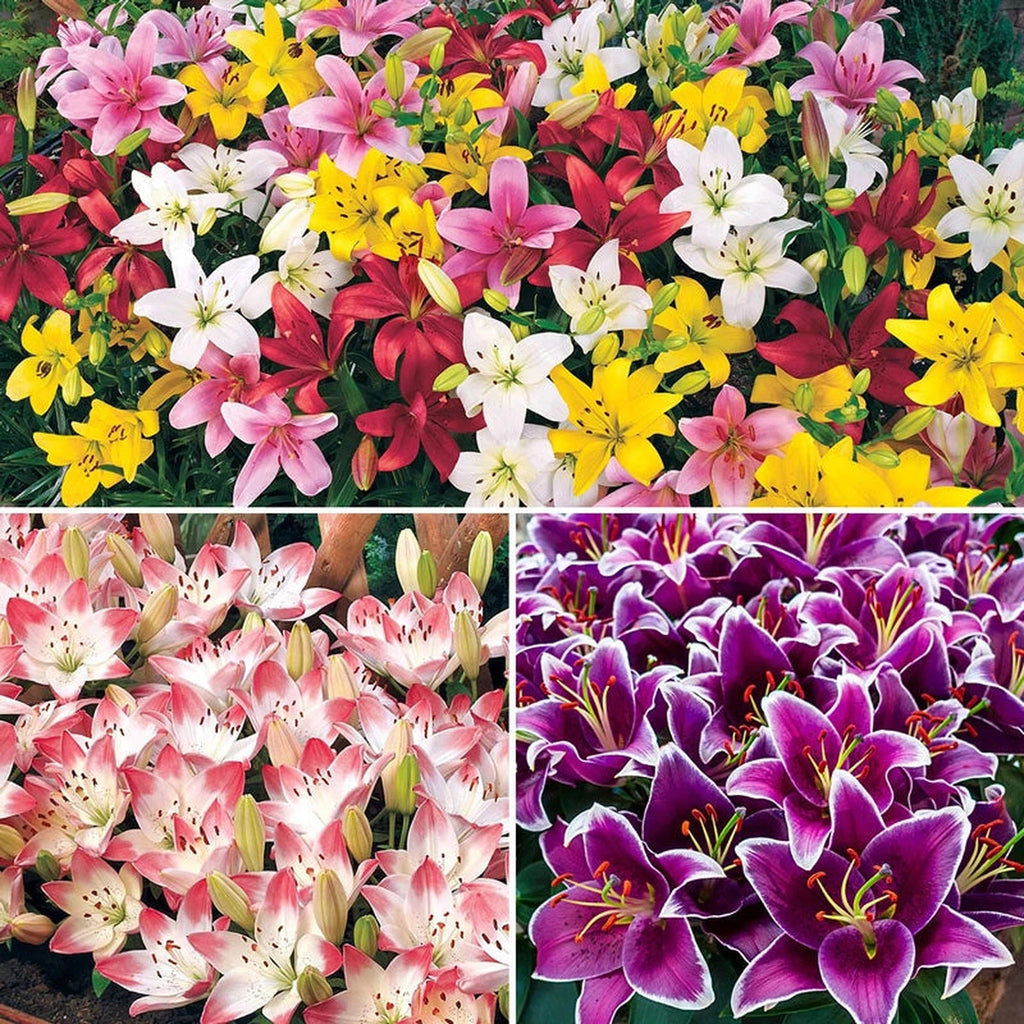 Carpet Border Lily Collection | Lilies for Sale | Breck's