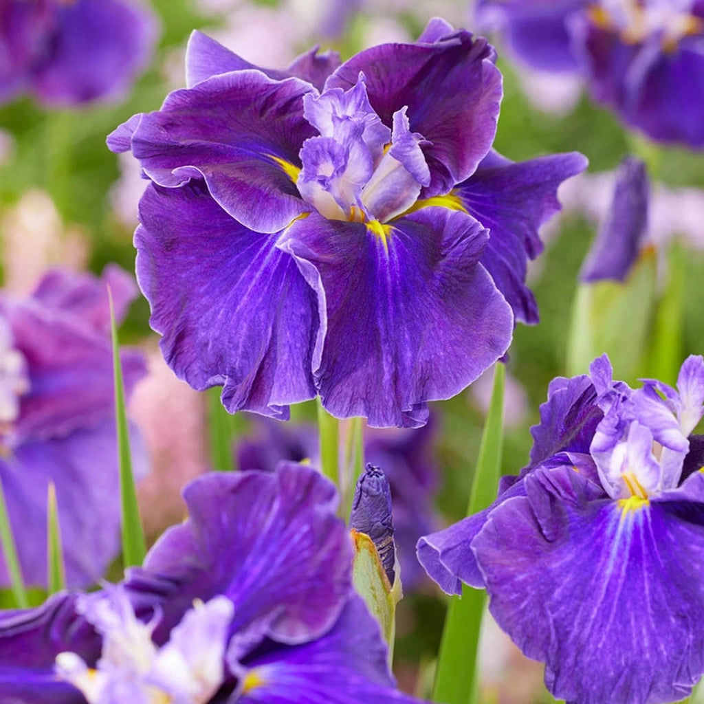 Buy Blue Diamond Dinner Plate Japanese Irises | Breck's
