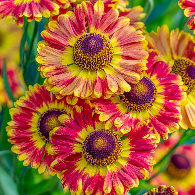 Shop Fuego Heleniums Online | Sun Perennials | Breck's