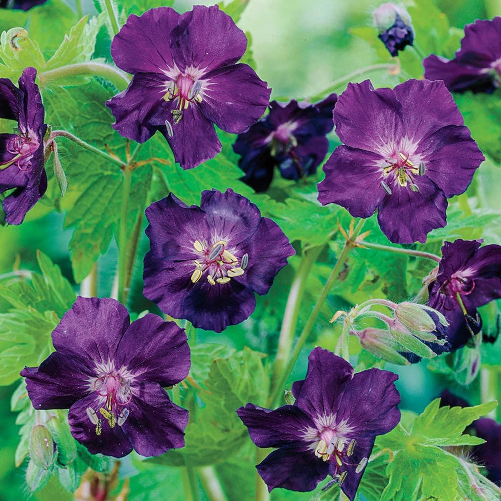 Raven Everblooming Hardy Geranium | Shop Online | Breck's
