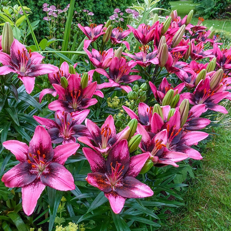 Buy Trendy Santo Domingo Carpet Border Lily Bulbs | Breck's