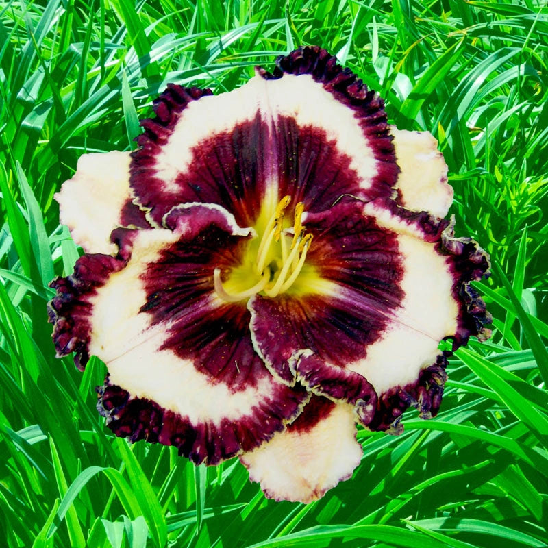 Shop Protégé Reblooming Daylily | Sun Perennials | Breck's – Brecks