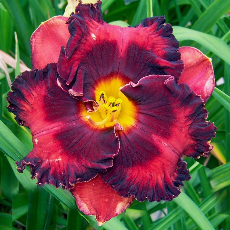 Shop Theodora Reblooming Daylily | Sun Perennials | Breck's