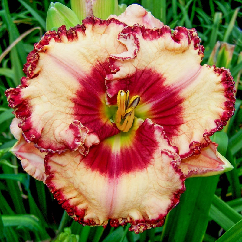 Shop Roswell Reblooming Daylily | Sun Perennials | Breck's