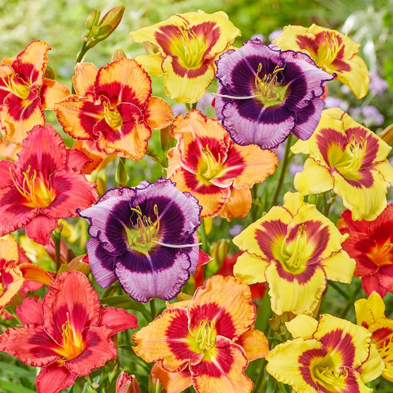 Buy Fragrant Daylily Mixture | Daylily Bulbs | Breck's