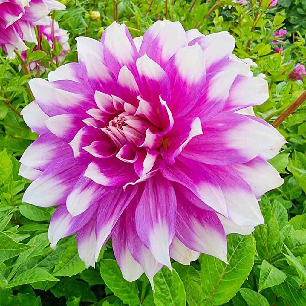 Breck's Flower Bulbs - Bulbs from Holland since 1818