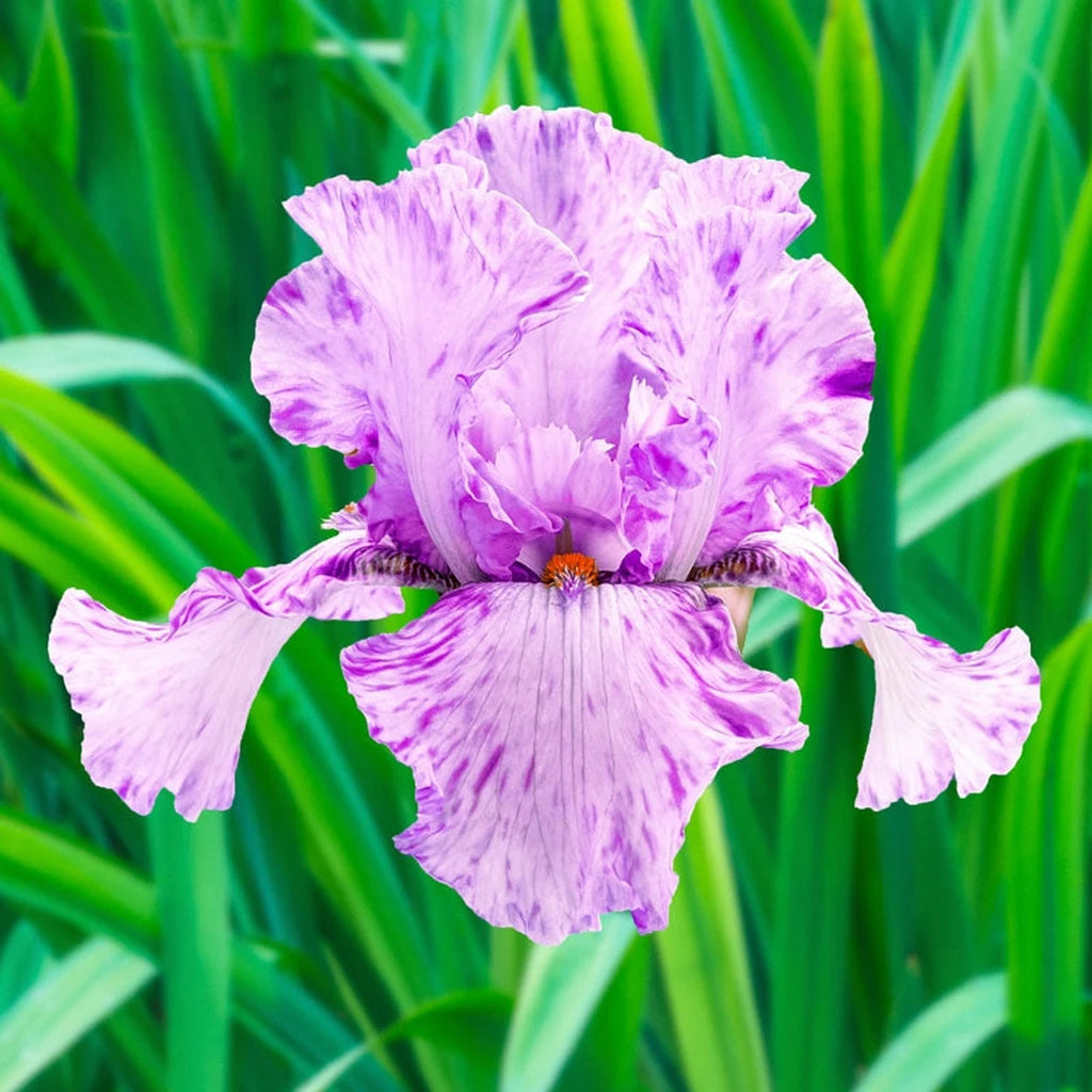 Buy Maria Tormena Bearded Iris Online | Iris Bulbs | Breck's