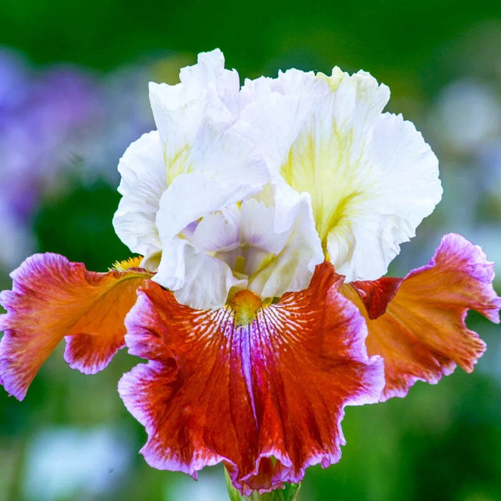 Shop Lady Leigh Bearded Irises | Sun Perennials | Breck's
