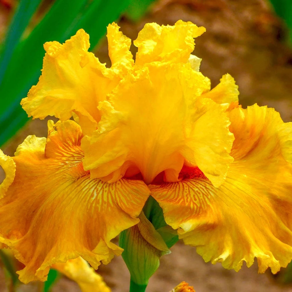 Buy Oregon Firestorm Reblooming Bearded Irises | Breck's
