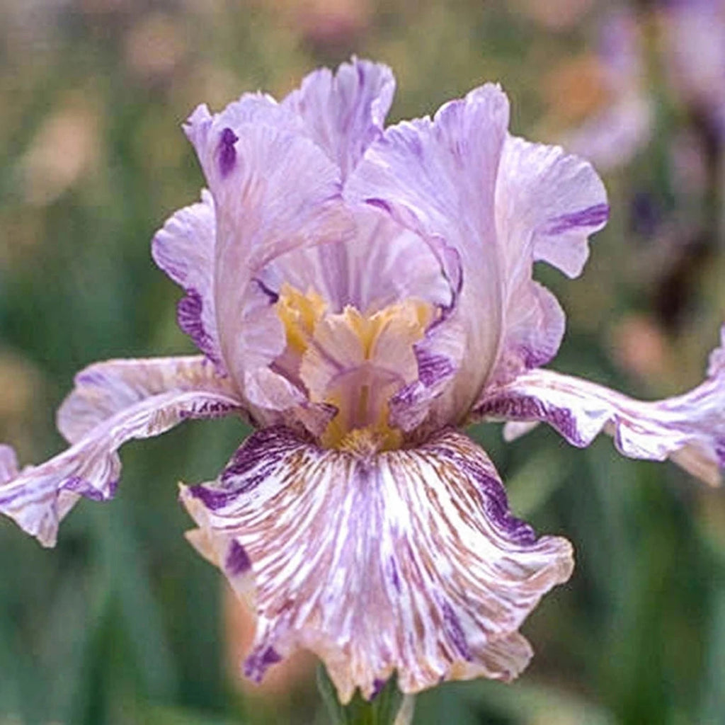 Python'z Parasol Bearded Irises | Shop Online | Breck's