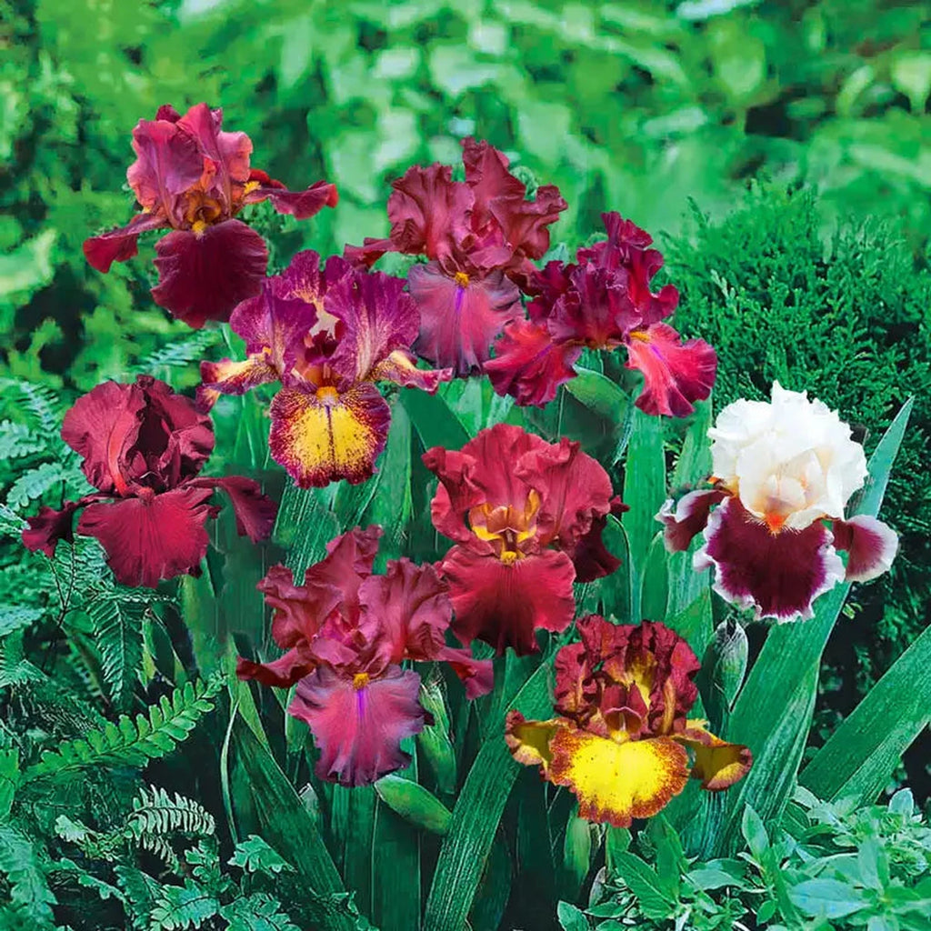 Buy Red Bearded Iris Mixture Online | Iris Bulbs | Breck's