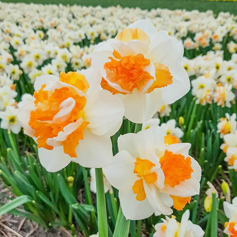 Buy Peach Prince Daffodil Bulbs | Double Daffodils | Breck's