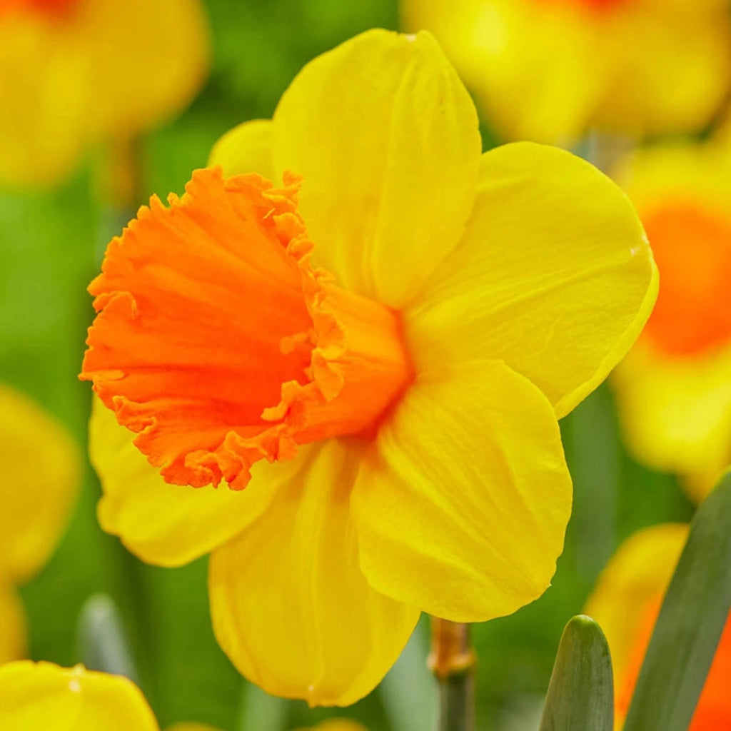 Shop Dunstan's Fire Daffodil | Trumpet Daffodils | Breck's