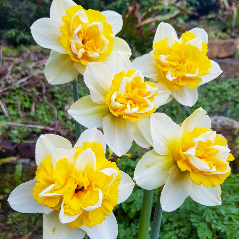Banana Split Daffodil | Daffodil Bulbs for Sale | Breck's
