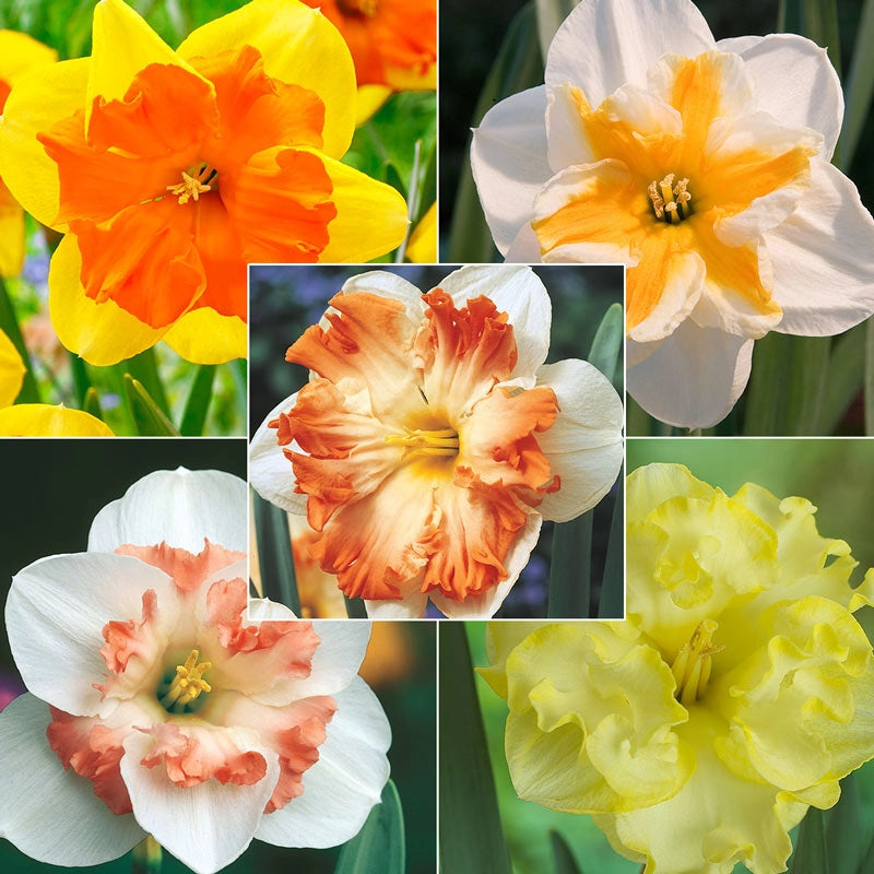 Buy Butterfly Daffodil Collection | Daffodil Bulbs | Breck's – Brecks