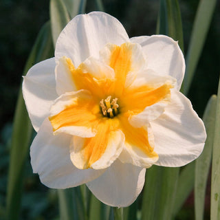 Buy Butterfly Daffodil Collection | Daffodil Bulbs | Breck's – Brecks